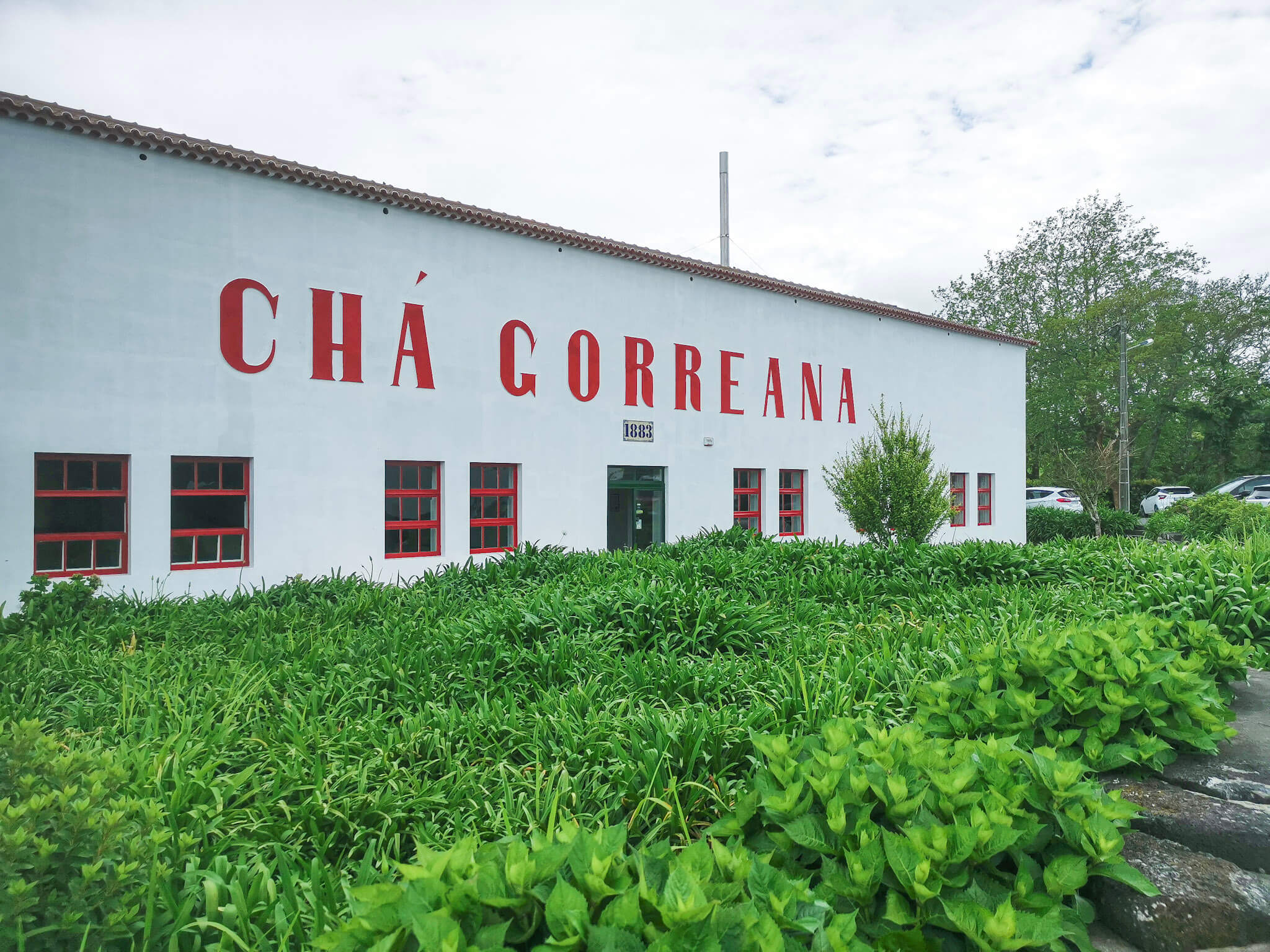 Visita às plantações do chá da Gorreana - Claudia Oliveira